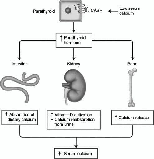PTH Intact Hormone Test - Clinical Laboratory Guide